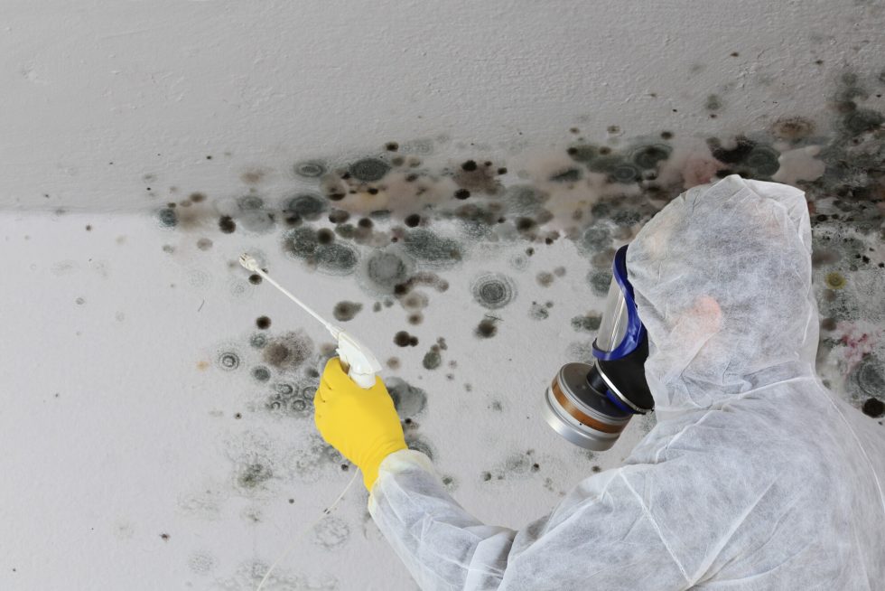 What Happens During Mold Remediation? - Elite Mold Services