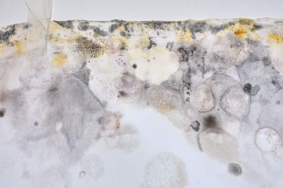 14 Types of Mold in Homes to Watch Out For