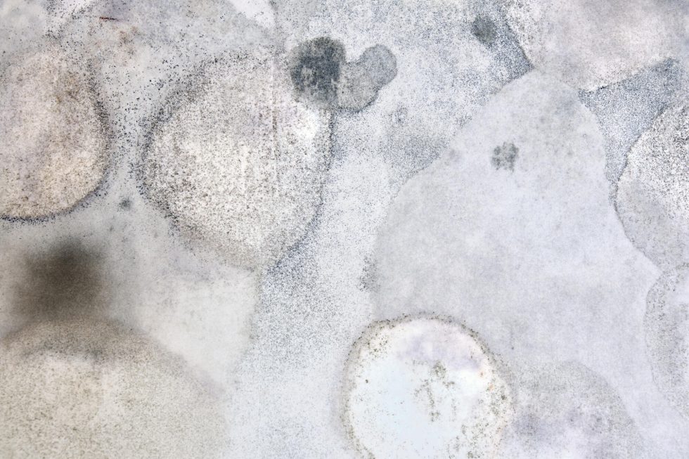 How Does Black Mold Form, and How Can You Prevent It?