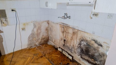6 Essential Mold Prevention Strategies for Your Home - Elite Mold Services
