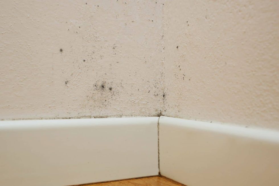 ERMI Mold Testing Explained for Florida Homeowners