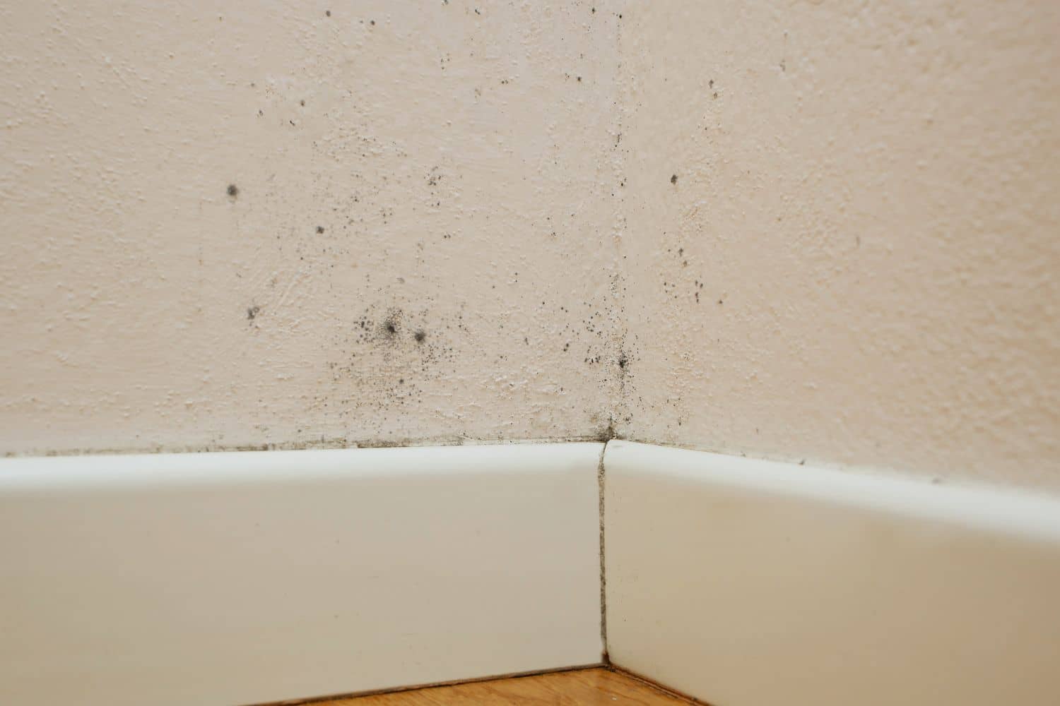 ERMI Mold Testing Explained for Florida Homeowners